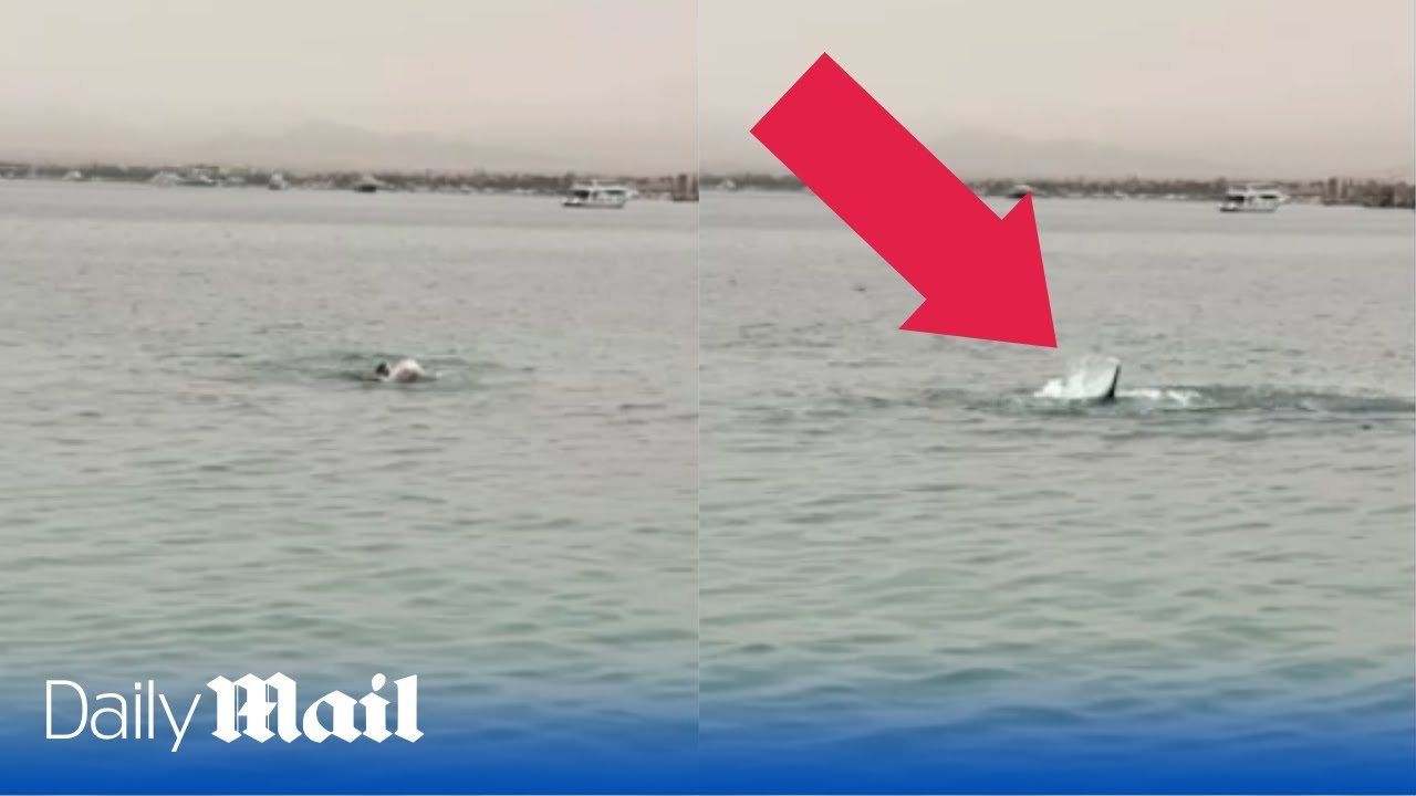 Shark attack: Moment Russian man mauled and killed by shark in Egypt ...