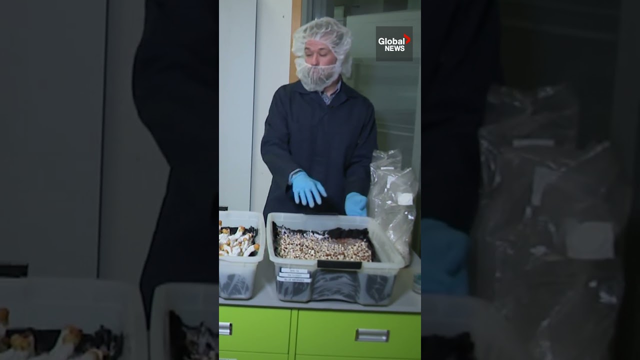Growing magic mushrooms: How does a BC lab extract psilocybin? - The Global Herald