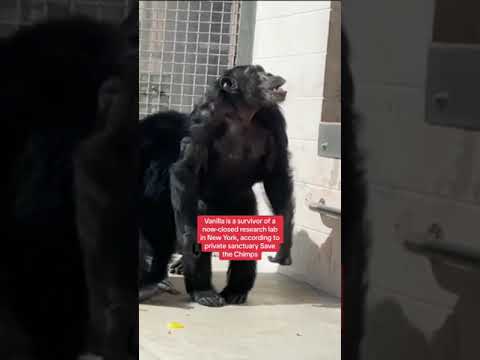 Chimp sees open sky for first time - The Global Herald