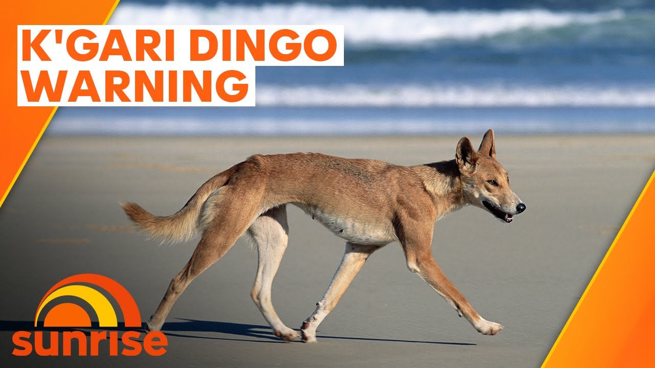 Visitors to K'Gari (Fraser Island) warned about the danger of dingoes ...