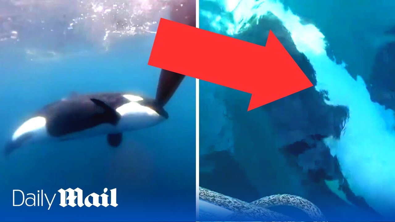 Moment when three killer whales attack dutch yacht in Ocean Race - The ...