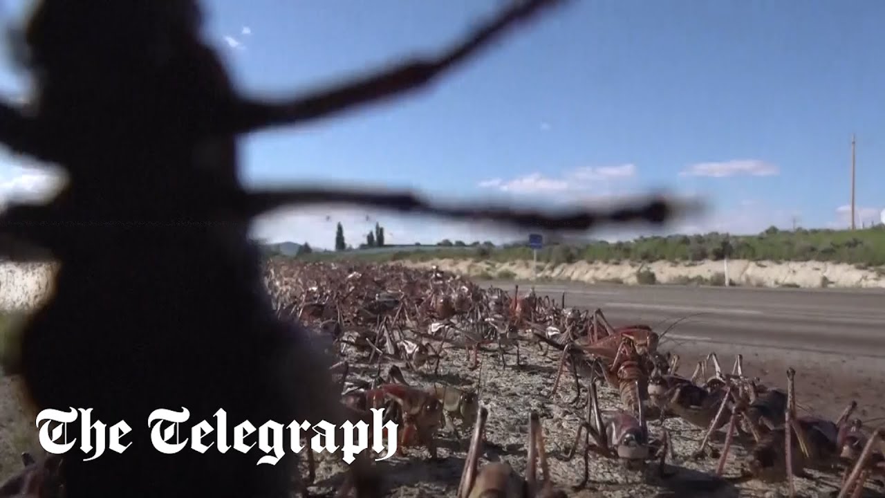 Blood-red cannibalistic crickets invade rural town in Nevada - The ...