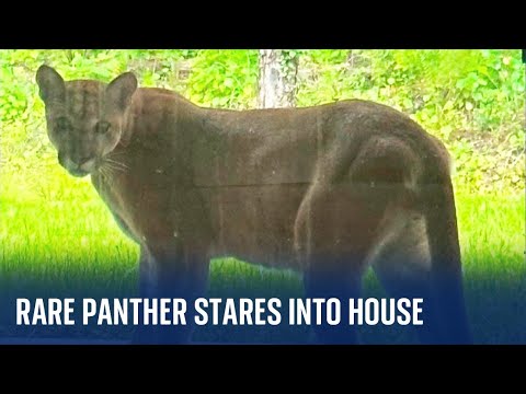 Florida: Rare panther stares through a garden window - The Global Herald