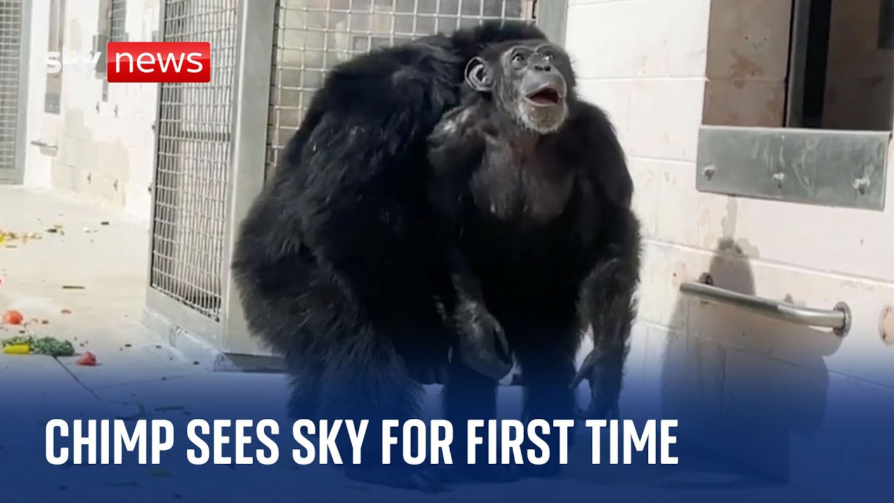 Florida: Watch as chimpanzee sees open sky for first time after 28 ...