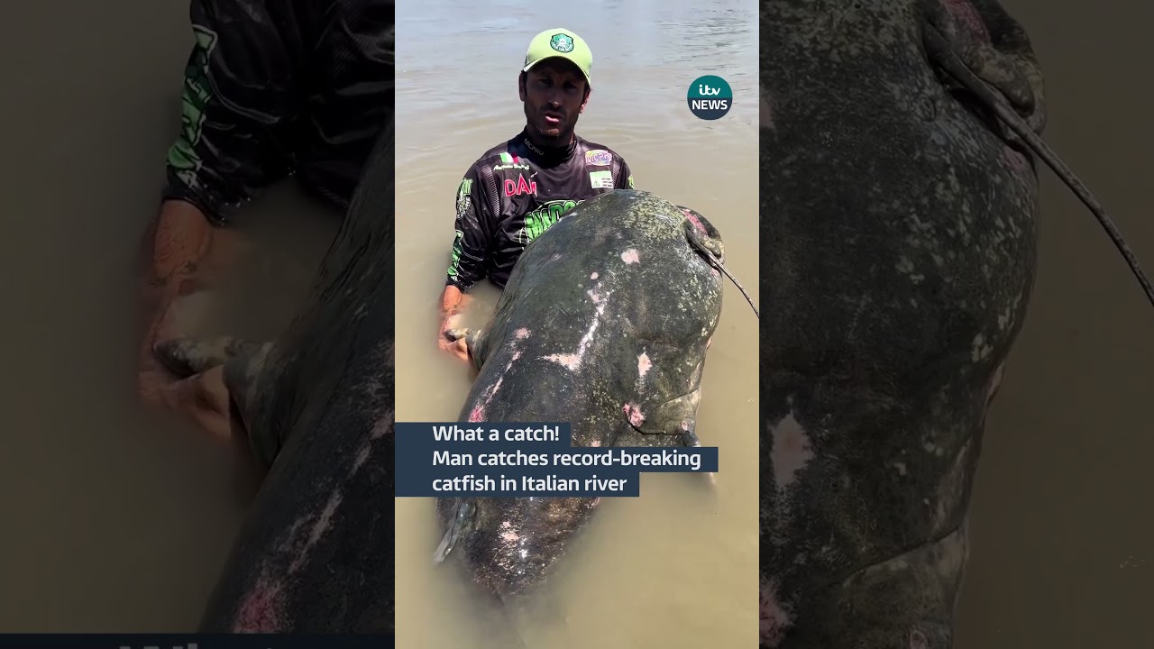 Man catches record-breaking catfish #itvnews #news #italy - The Global ...
