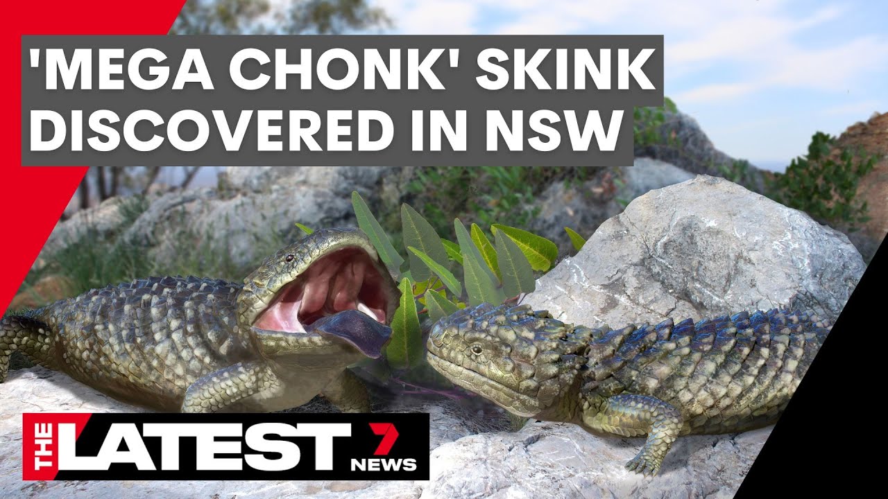 Prehistoric ‘Mega Chonk’ skink discovered in NSW | 7NEWS - The Global ...