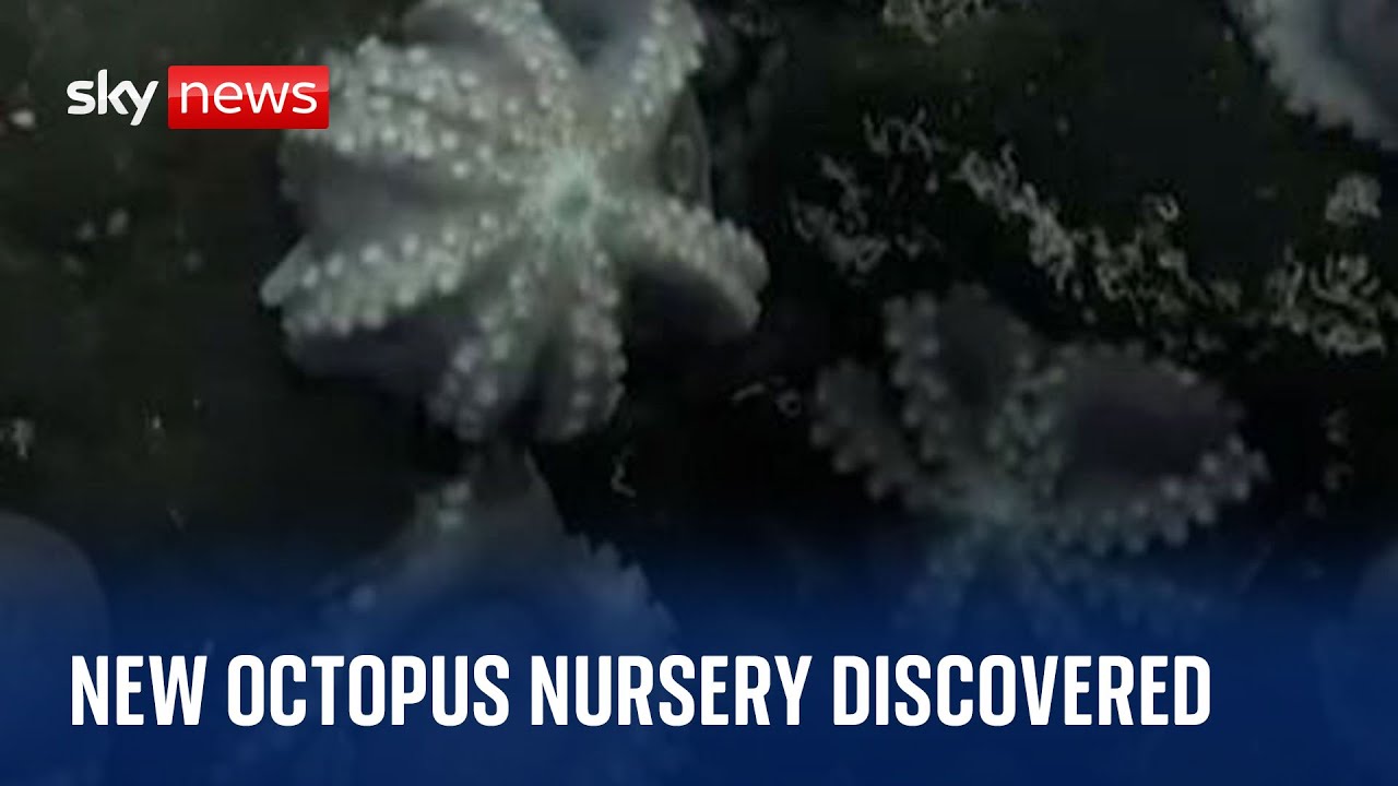 Scientists discover never-before-seen deep sea octopus nursery - The ...