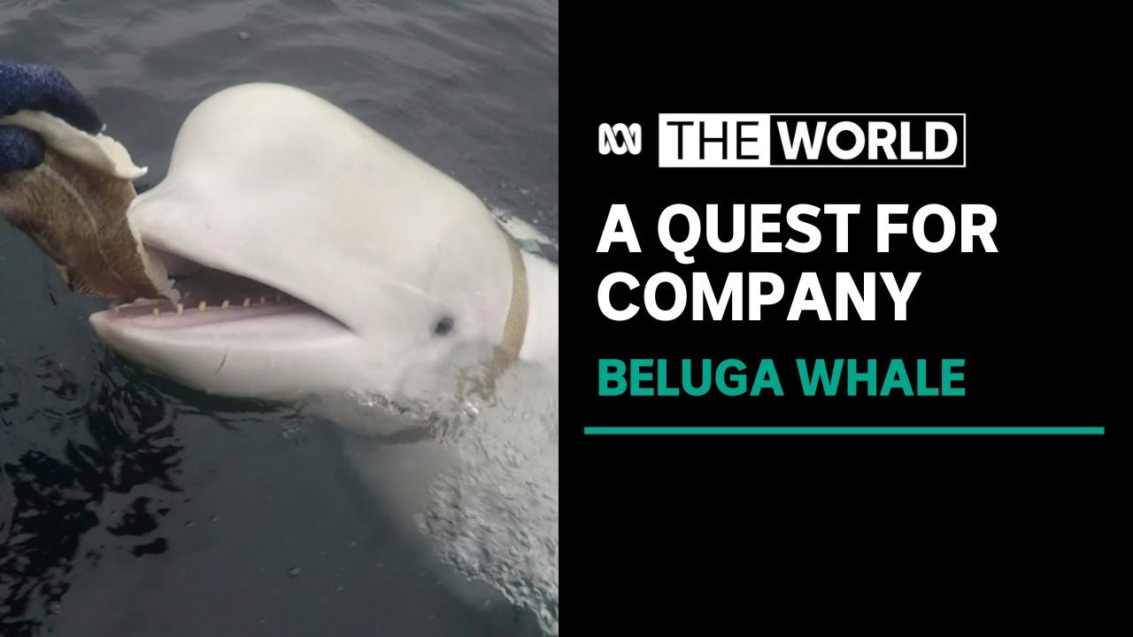 'Celebrity' white beluga sighted off Sweden after travelling from ...