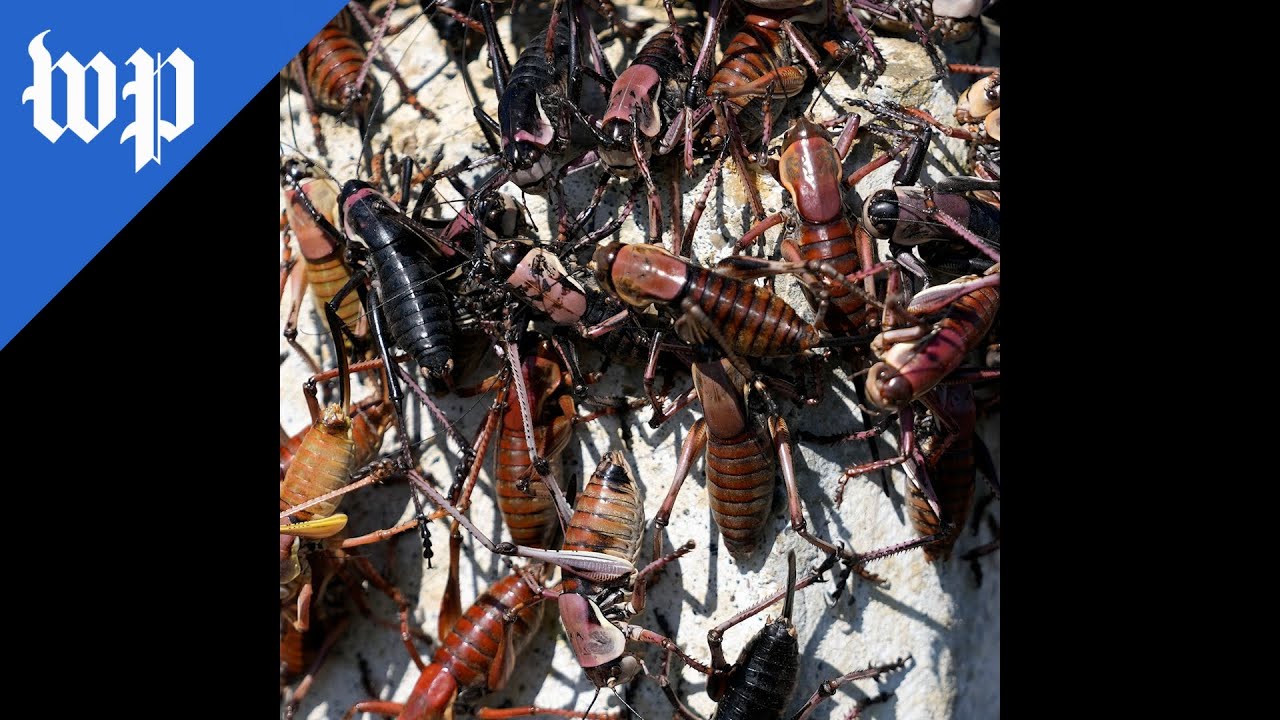 Millions of crickets invade Nevada - The Global Herald