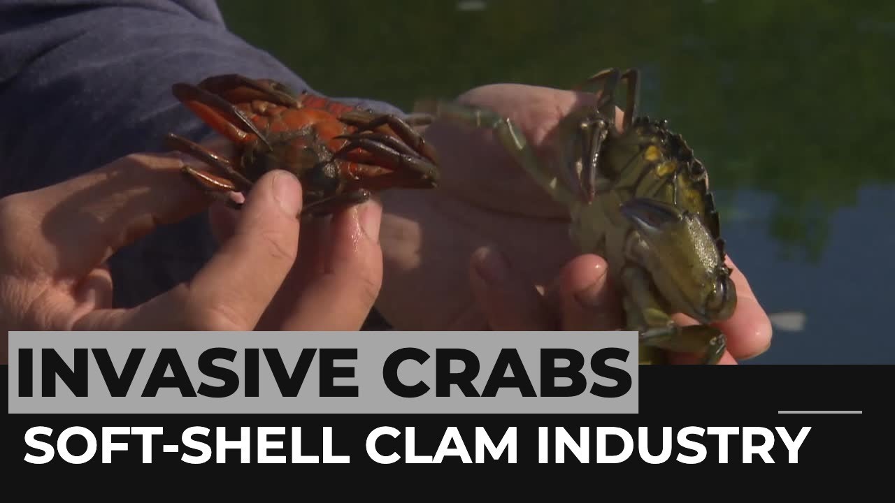 Invasive crab species in US threaten soft-shell clam industry - The ...