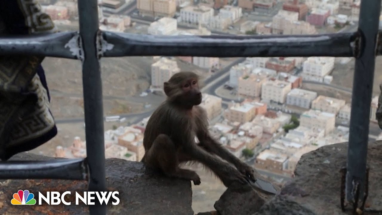 Watch: Monkey steals clothes from Hajj pilgrim near Mecca - The Global ...