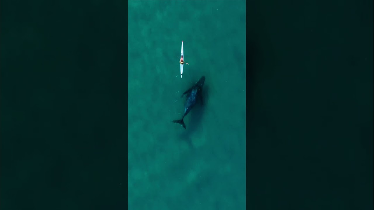 'Curious' whale swims alongside kayaker - The Global Herald