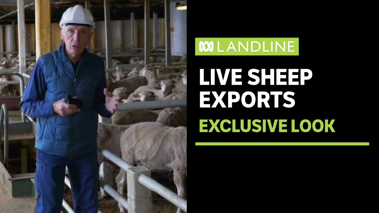 We join a live sheep shipment to see how welfare regulations are being ...