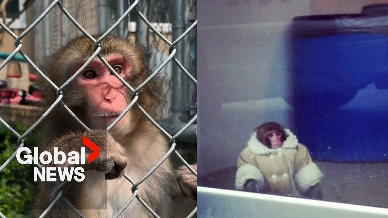 Darwin the Ikea monkey: A look inside the primate sanctuary he now ...