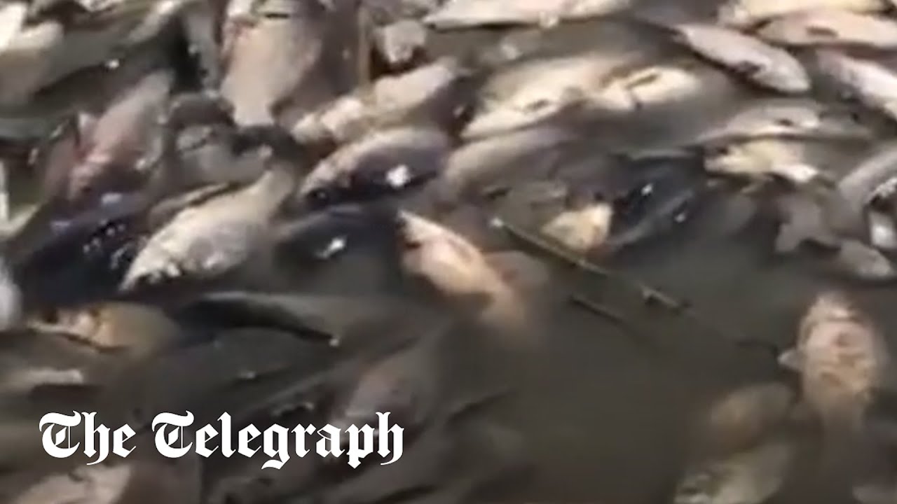 'Mass plague of fish' washed ashore after Kakhovka dam destruction ...