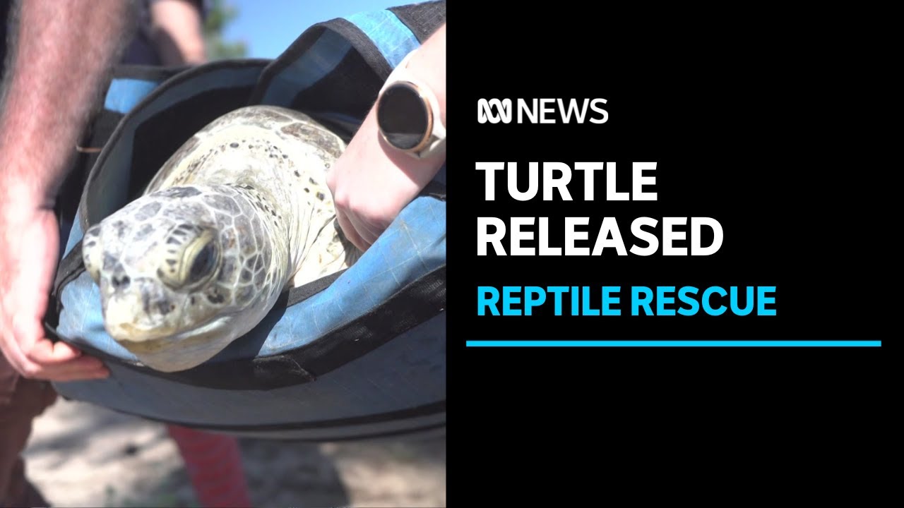 Dozens of onlookers have gathered in Darwin's north to watch a rare ...