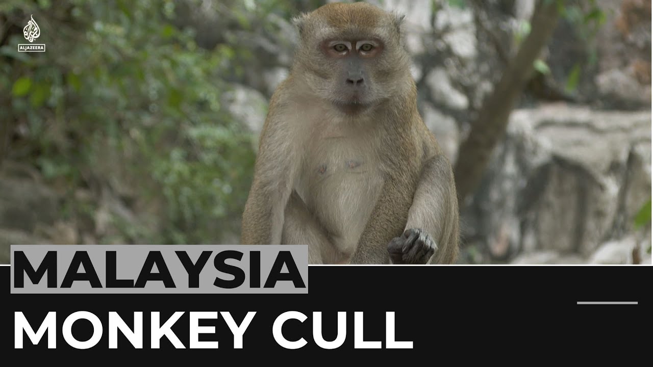 Malaysian monkey killing: Outrage over wildlife agency's unethical ...