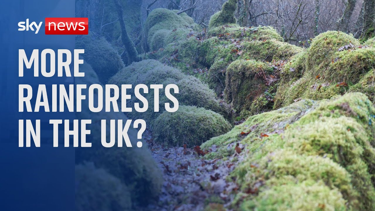 More rainforests to be re-introduced in the UK thanks to £38 million ...