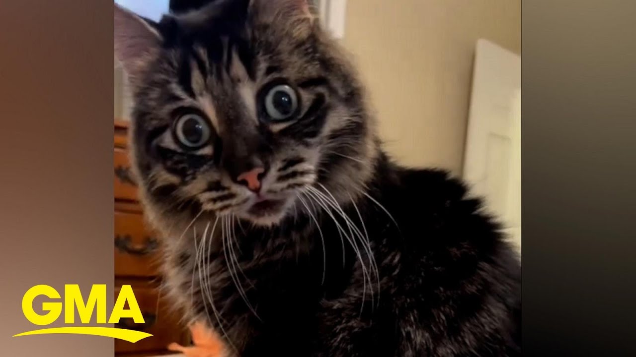 Ivar the Incredible Blind Cat is taking over TikTok l GMA - The Global ...