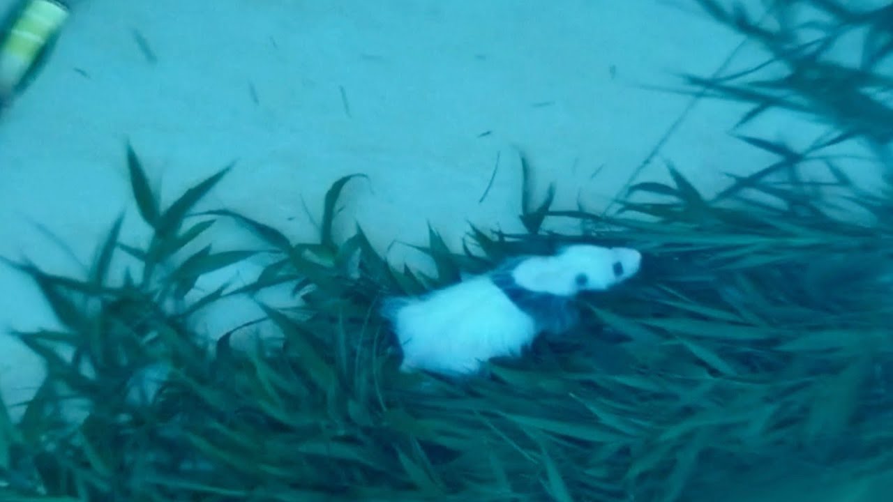 Giant panda cub born in China's Sichuan - The Global Herald