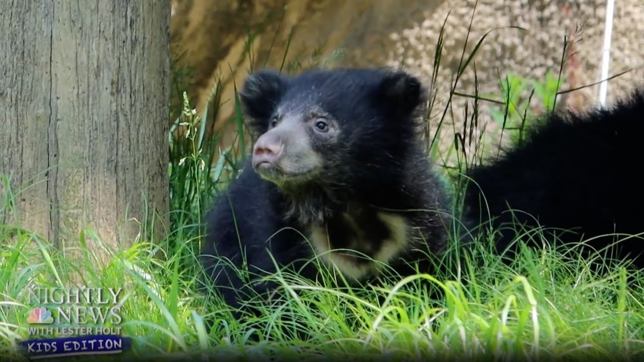Meet the Philadelphia Zoo’s twin cubs, they’re almost too cute to bear ...