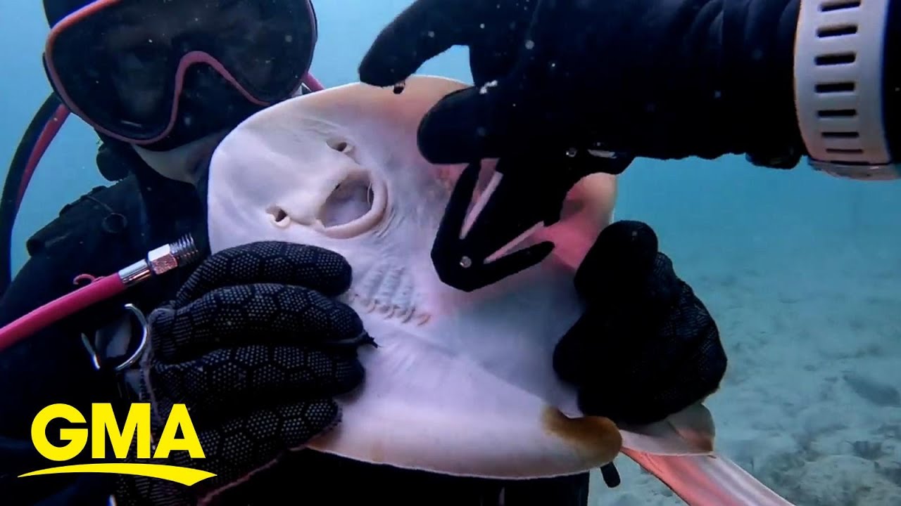 Divers help stingray with fishing line in its mouth - The Global Herald