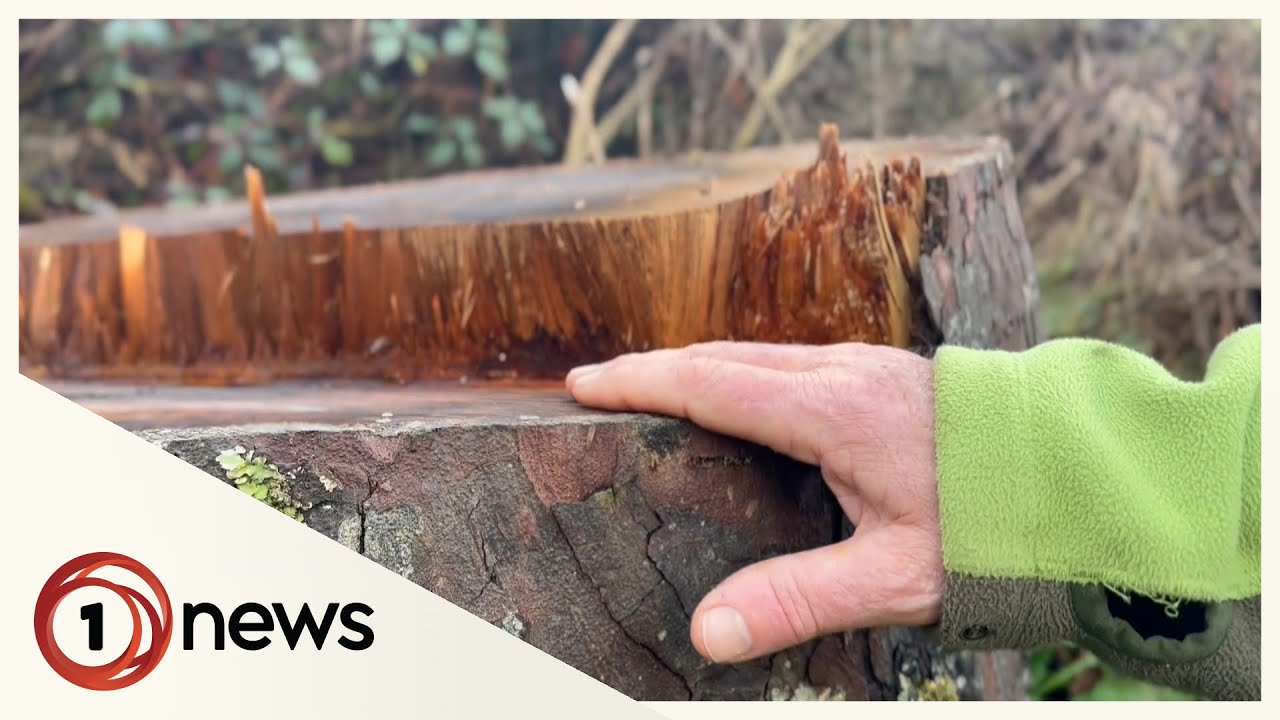 Exclusive: Criminals felling ancient native trees, selling for profit ...