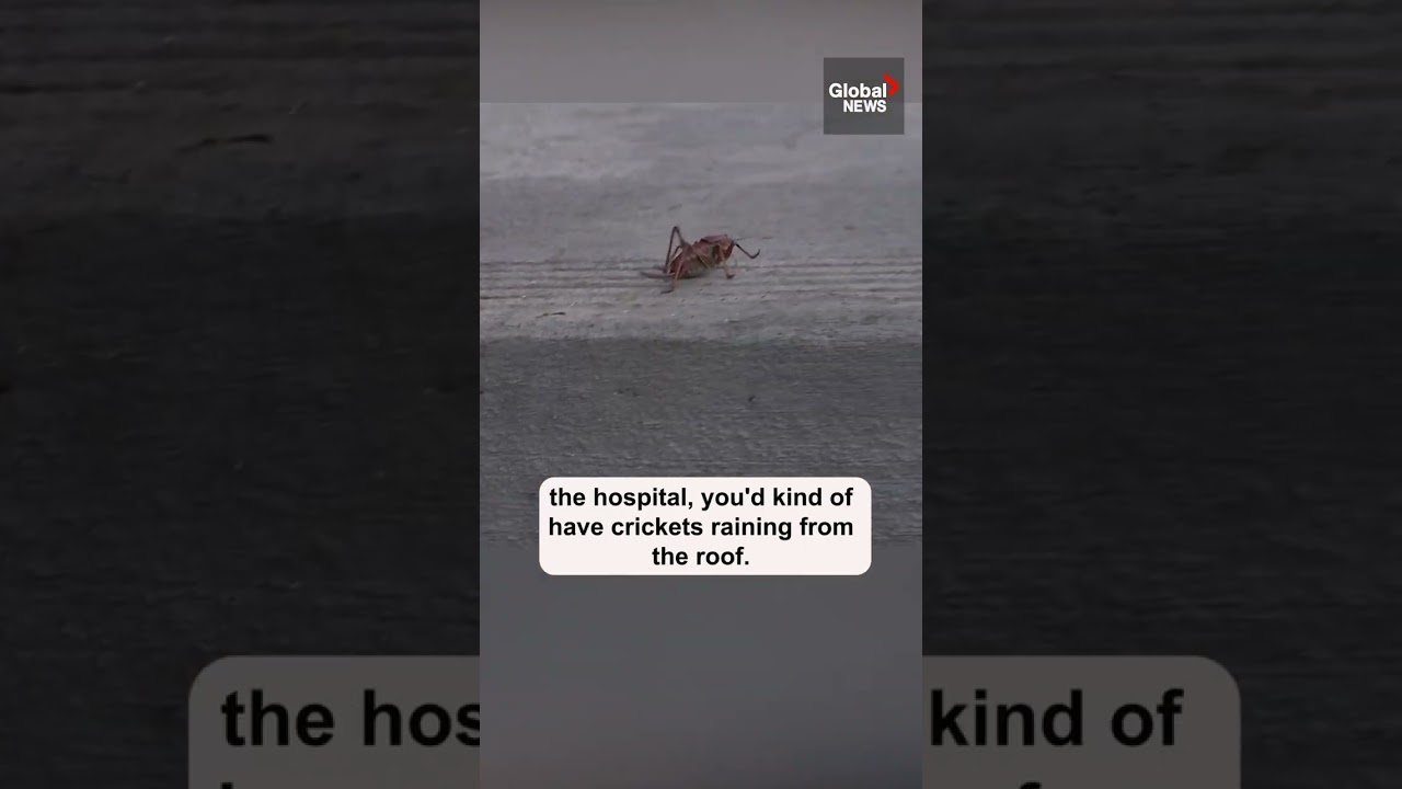 Millions of Mormon crickets take over Nevada town - The Global Herald