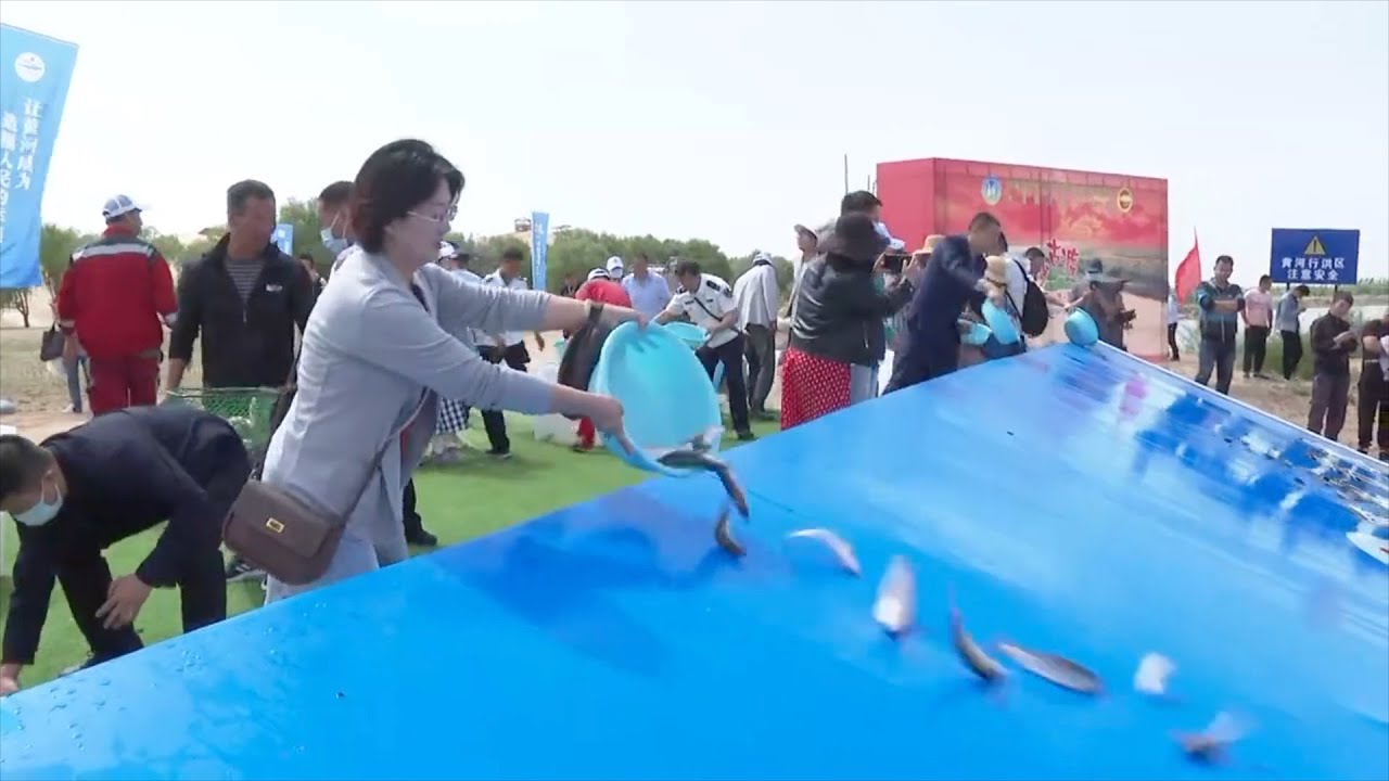 200,000 fish fry released into the Yellow River, adding 'new members ...