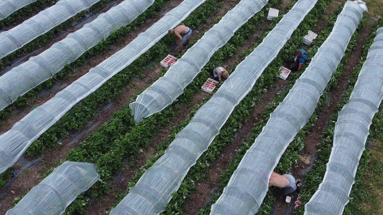 'They're afraid': Seasonal farm workers face poor conditions and visa ...
