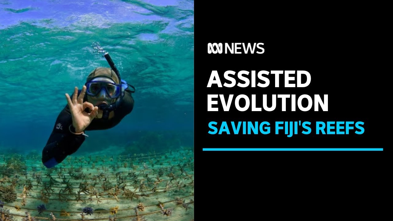 Scientist says Fiji's reefs can survive with the help of 'assisted ...