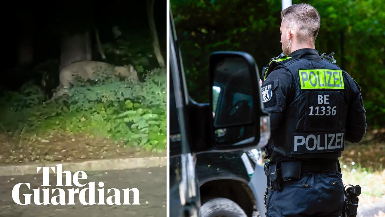 Berlin police launch search after suspected lion spotted on the loose ...