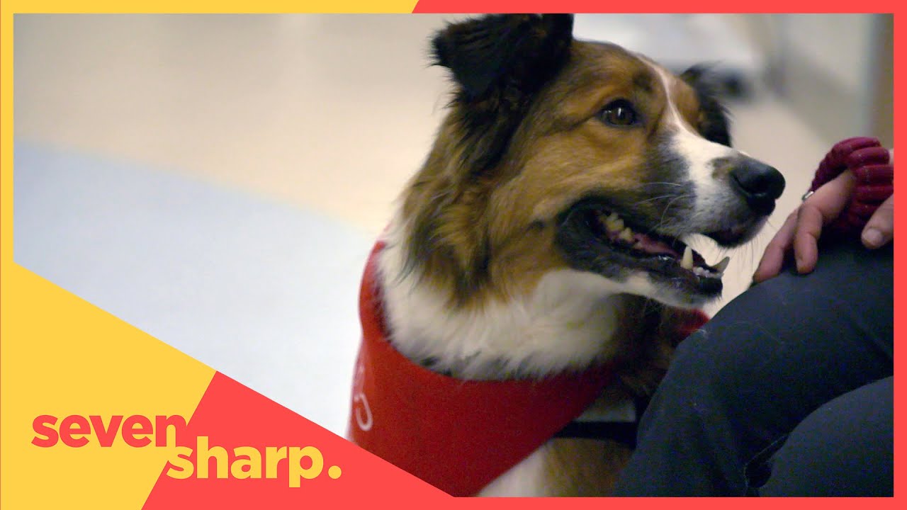 Dog therapy charity shows power of cuddles for 33 years - The Global Herald