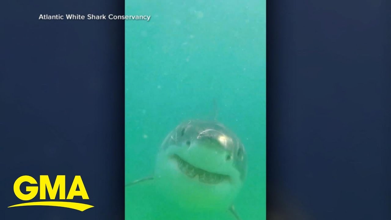 Waters near Cape Cod are one of world’s largest shark hotspots, study shows l GMA - The Global ...