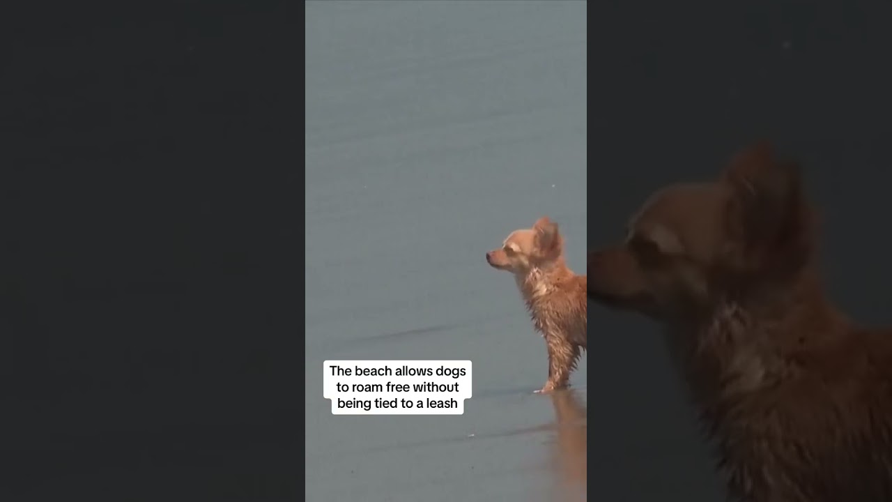 Dogs cool off on beach as Italy issues red alert heat warnings for 16 ...