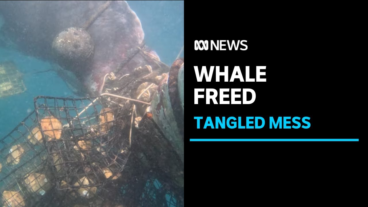 Humpback whale freed from pearling lines off Kimberley coast | ABC News ...