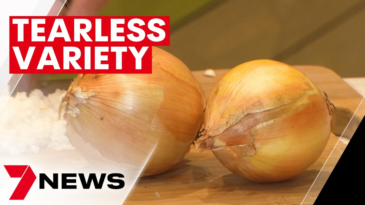 Brand-new tearless onion variety produced in South Australia | 7NEWS ...