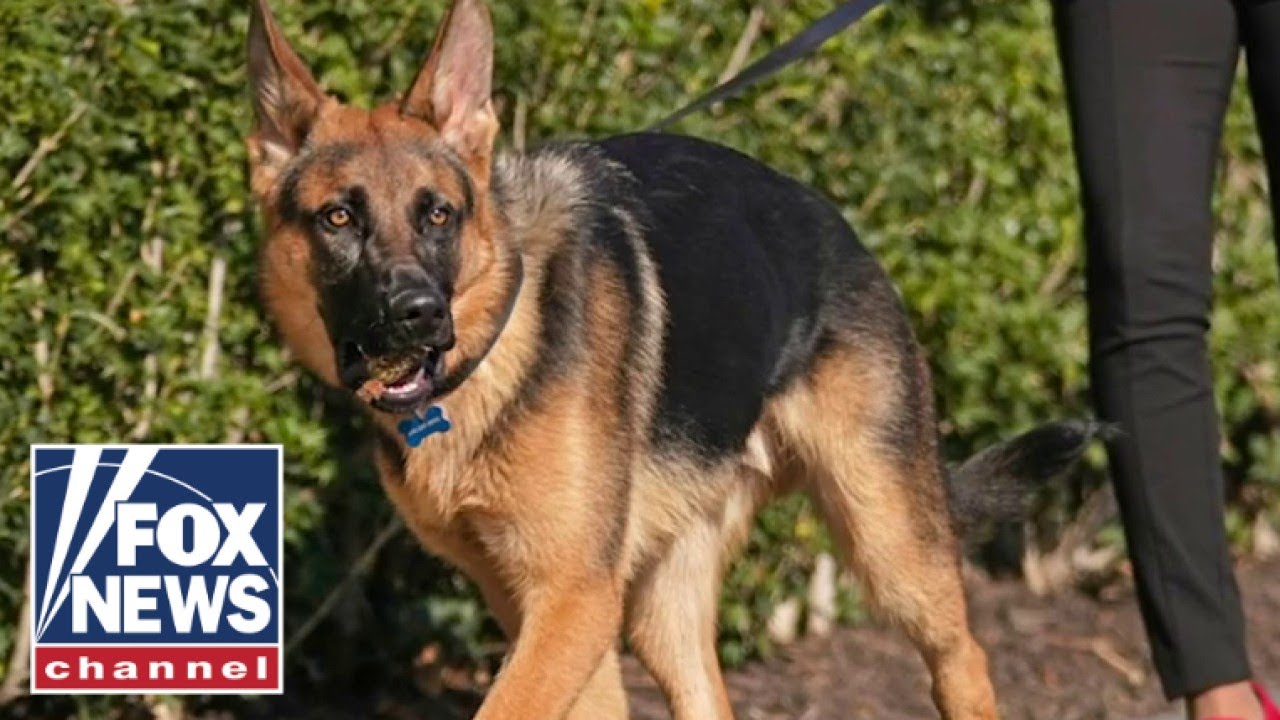 Who is to blame for Biden's rebellious dog? - The Global Herald