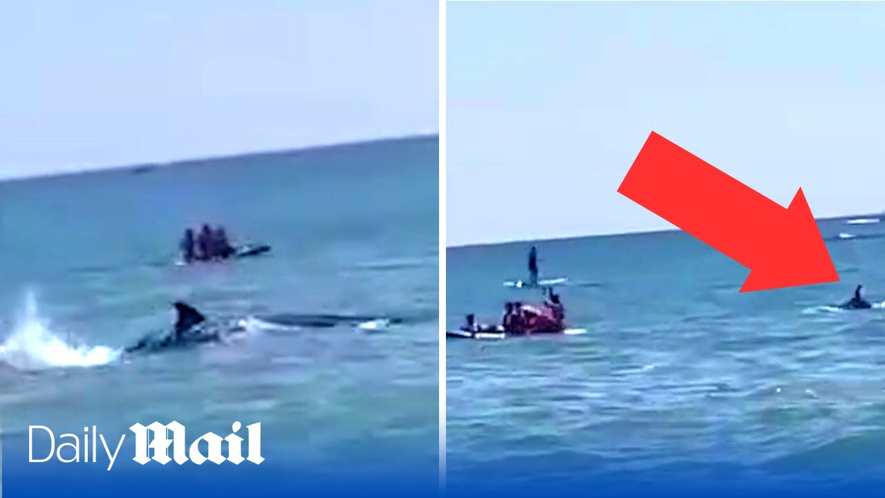 Dramatic moment massive shark swims dangerously close to crowded beach ...