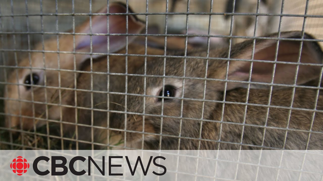 Why did it take so long for Canada to ban animal testing? - The Global ...