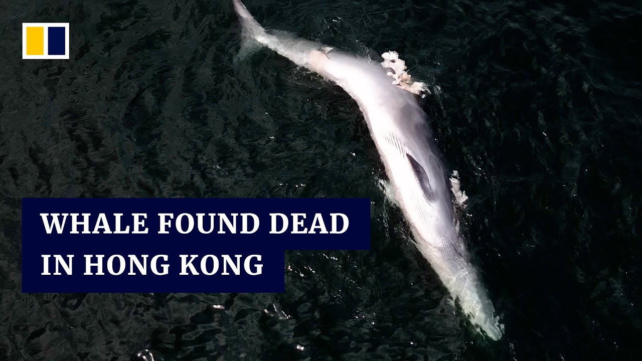 Whale found dead in Hong Kong’s Sai Kung waters after rare sightings ...