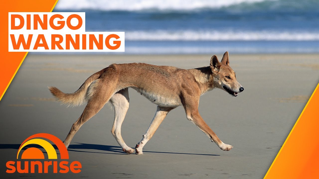 Visitors to K'Gari/Fraser Island warned about the danger of dingoes ...