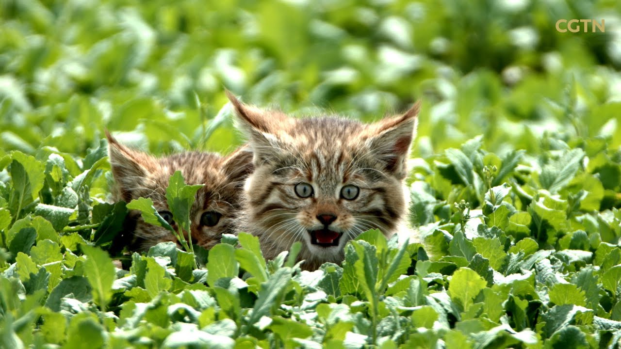 This cat is no ordinary cat - The Global Herald