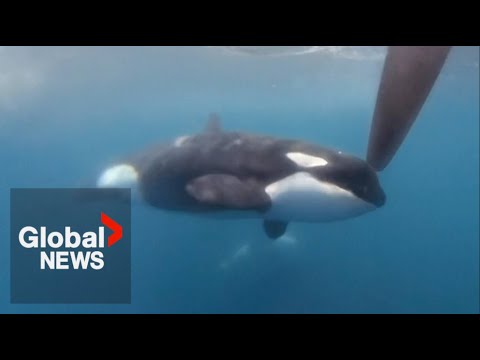 Killer whales?: Cases of orcas attacking boats on the rise - The Global ...