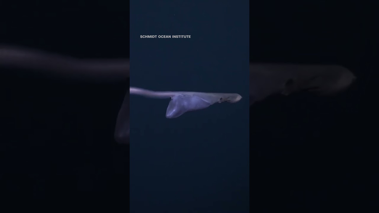 Rare deep-sea creature with engorged belly spotted by remote-operated ...