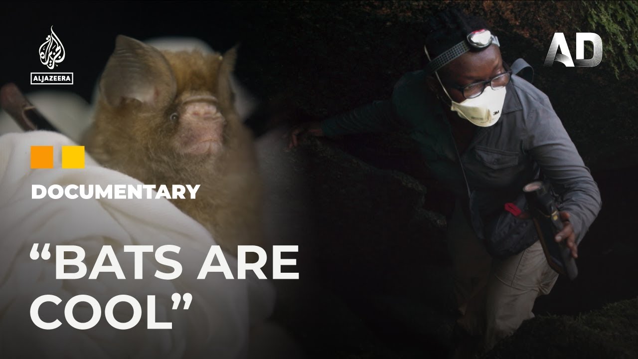 Bat Couple: Nigeria’s Bat Researchers I Africa Direct Documentary - The ...