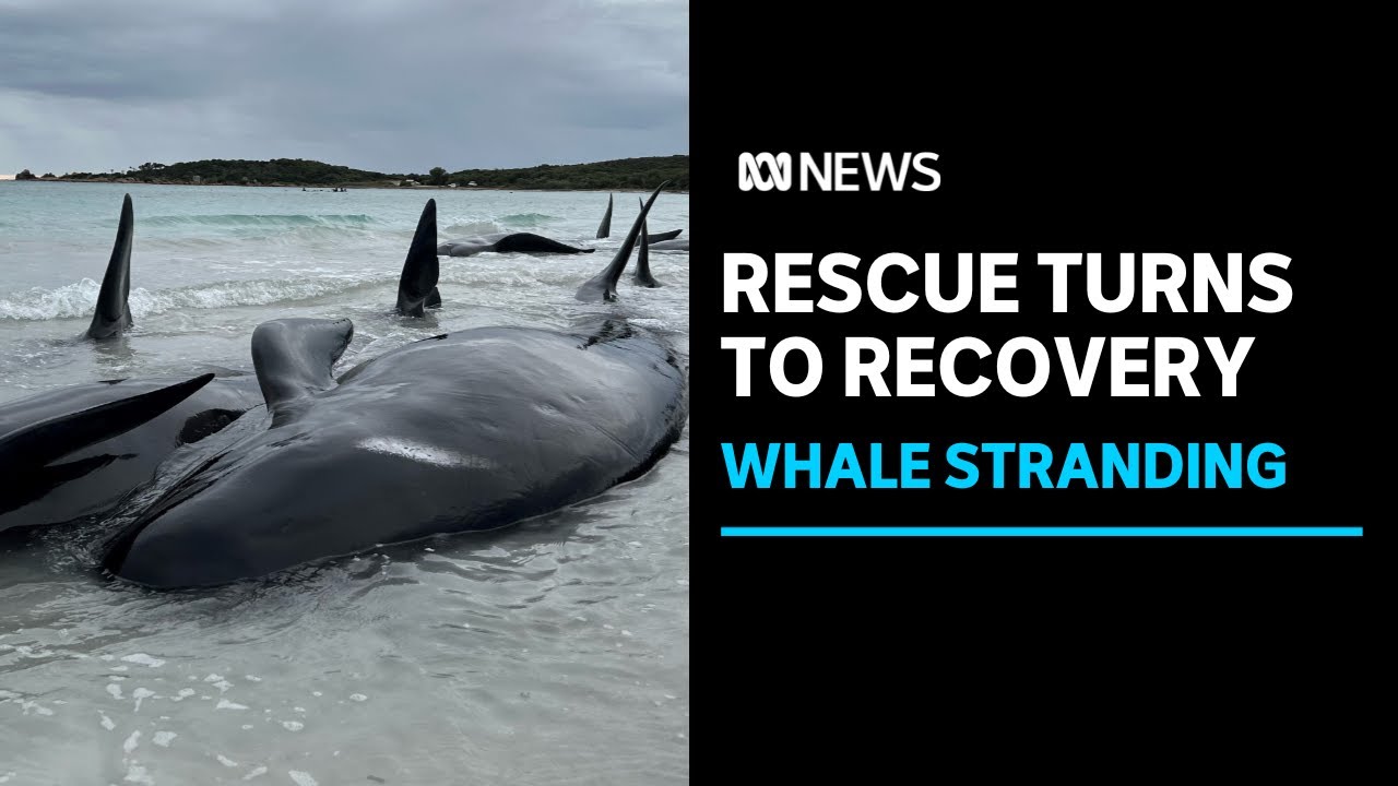 Difficult rescue after 'heartbreaking' whale stranding | ABC News - The ...