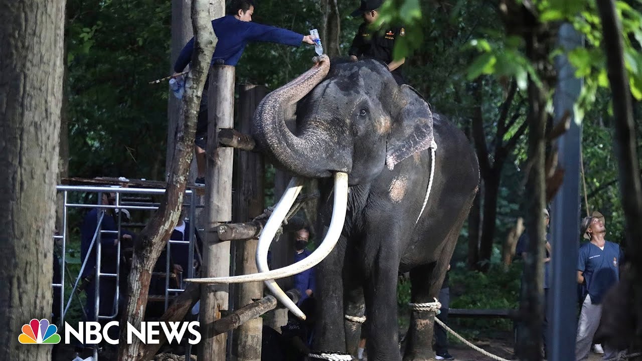 Elephant returns to Thailand after allegations of abuse in Sri Lanka ...