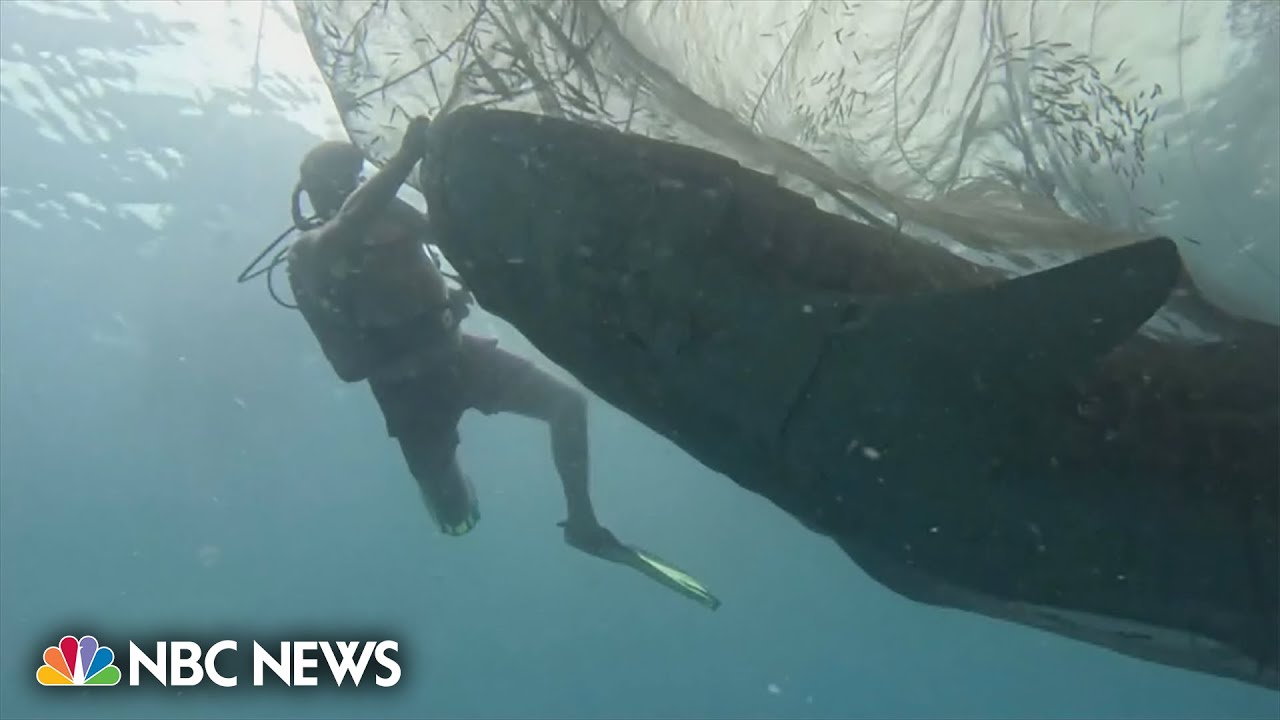 Watch: Divers rescue five whale sharks trapped in fishing nets - The ...