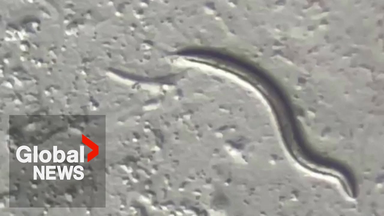 46,000-year-old worms squirm back to life after thawing from Siberian ...